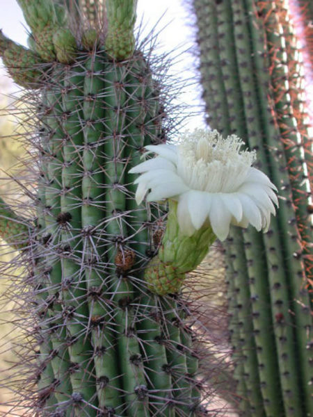 Stenocereus thurberi (Organ Pipe Cactus) - World of Succulents