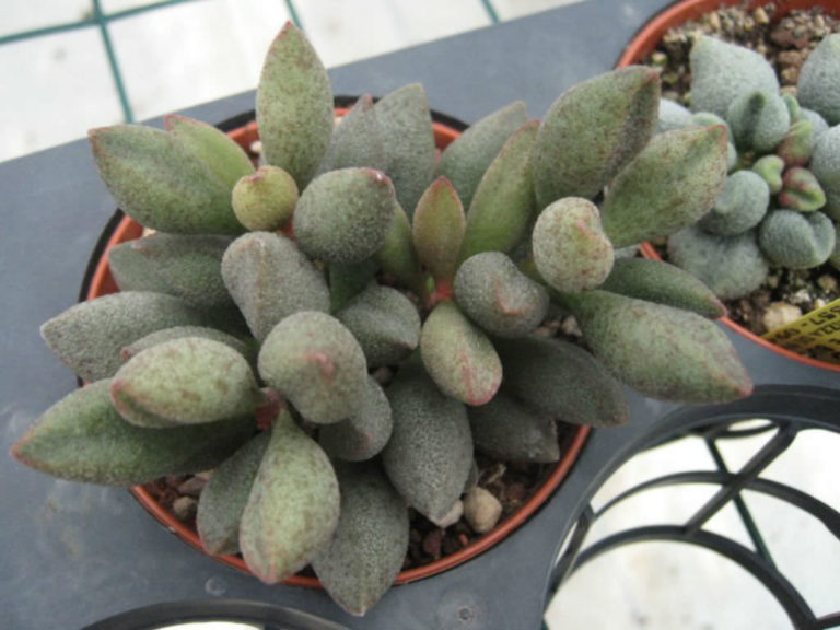 Adromischus marianiae - World of Succulents