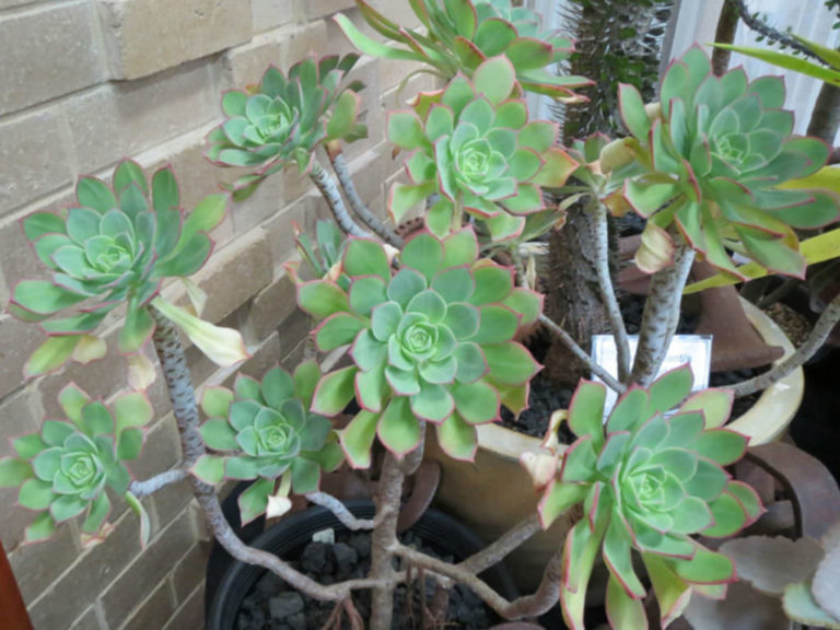 Aeonium percarneum - World of Succulents