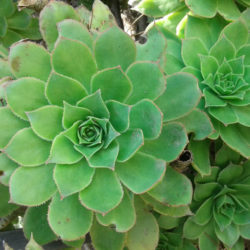 Aeonium percarneum - World of Succulents