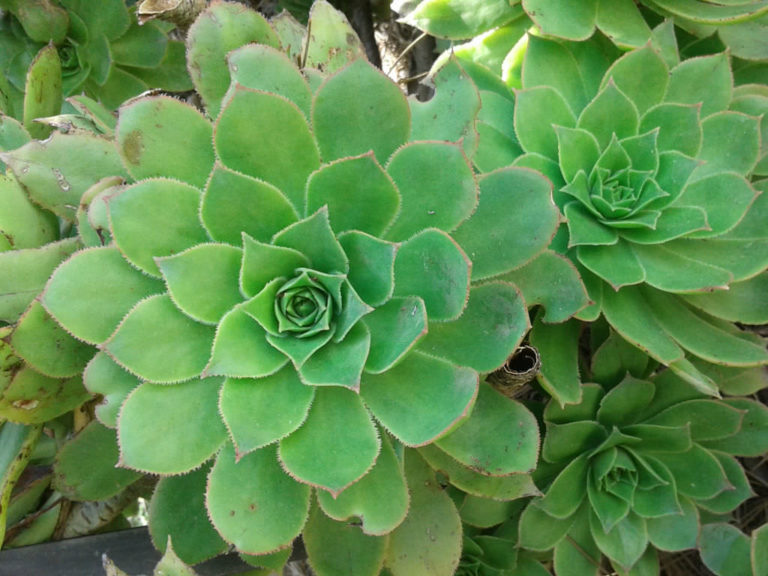 Aeonium percarneum - World of Succulents