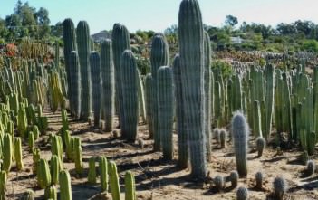 Propagation | Page 4 of 5 | World of Succulents