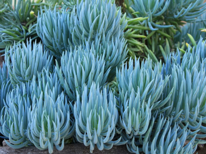 Curio talinoides var. mandraliscae - World of Succulents