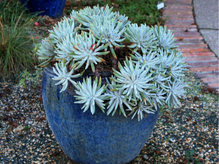 Dudleya virens subsp. hassei - World of Succulents