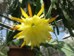 How to Grow and Care for Epiphyllum - World of Succulents