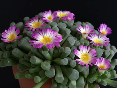How to Grow and Care for Frithia - World of Succulents