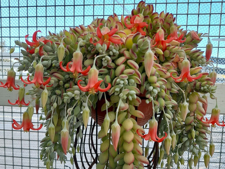 How to Grow and Care for Cotyledon - World of Succulents
