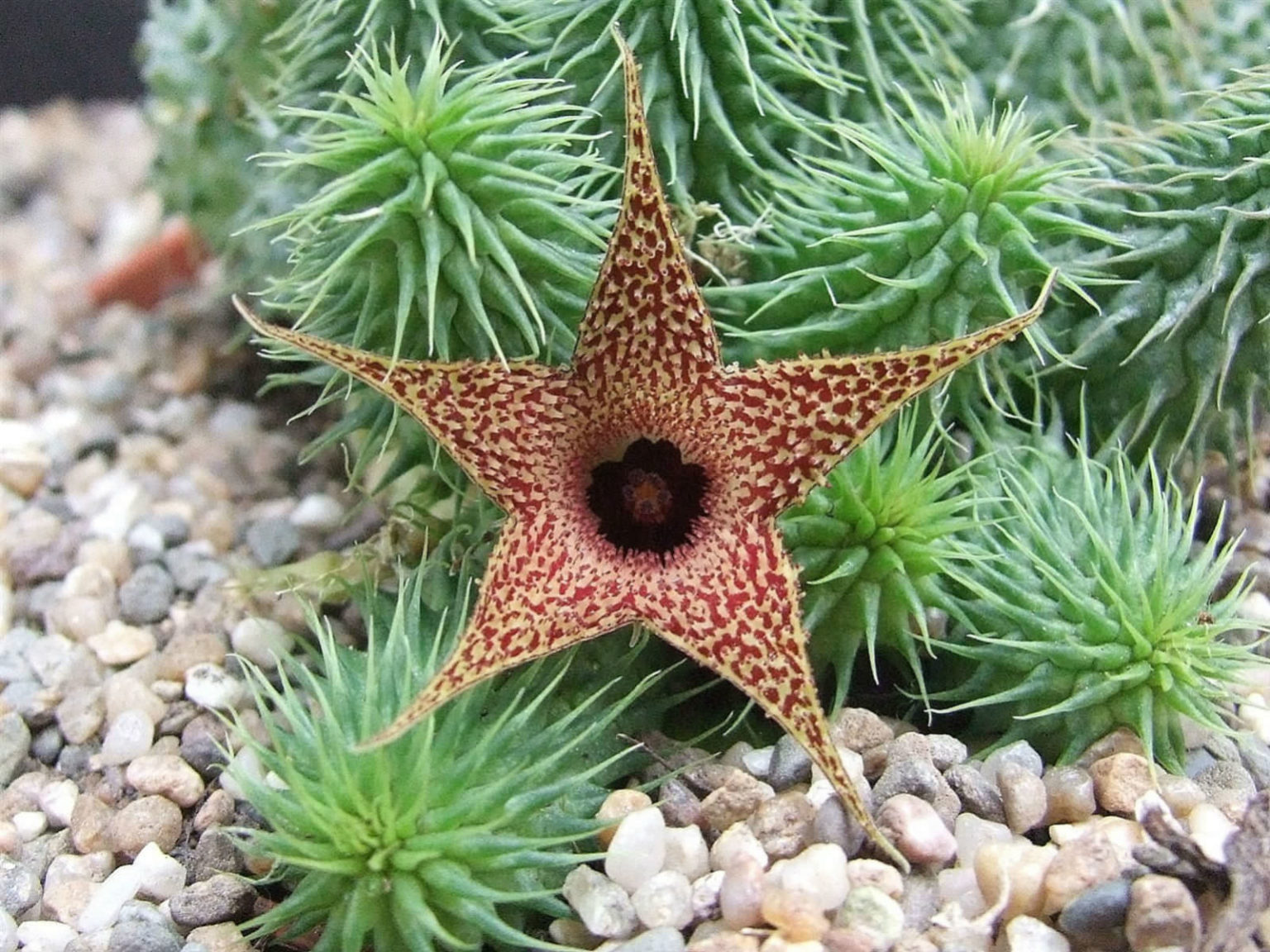 How to Grow and Care for Huernia - World of Succulents
