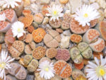 How to Grow and Care for Lithops - World of Succulents