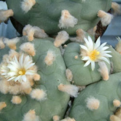 Lophophora diffusa (False Peyote) - World of Succulents