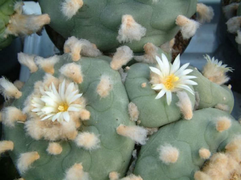 Lophophora diffusa (False Peyote) - World of Succulents