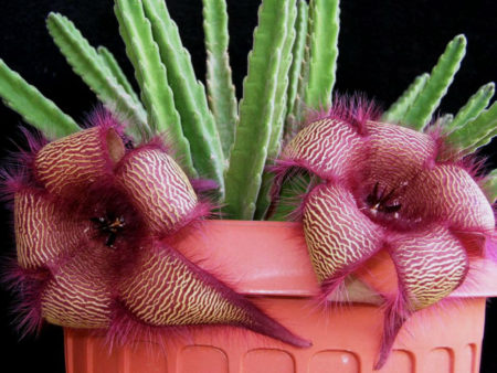 How to Grow and Care for Stapelia - World of Succulents