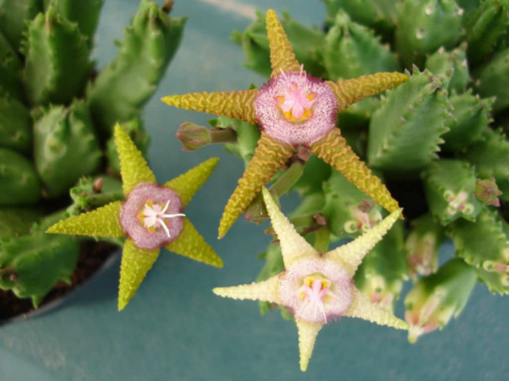 How to Grow and Care for Stapelia | World of Succulents