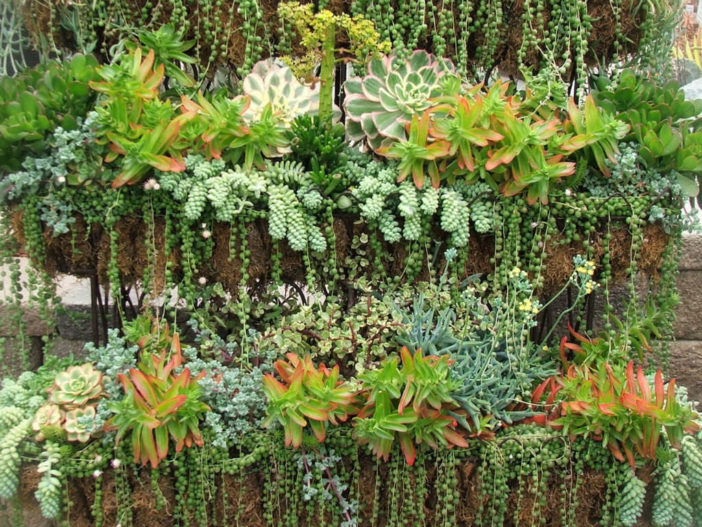 Summer Succulent Care - World of Succulents