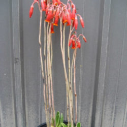 Adromischus phillipsiae - World of Succulents