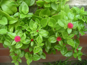 How to Grow and Care for Aptenia - World of Succulents