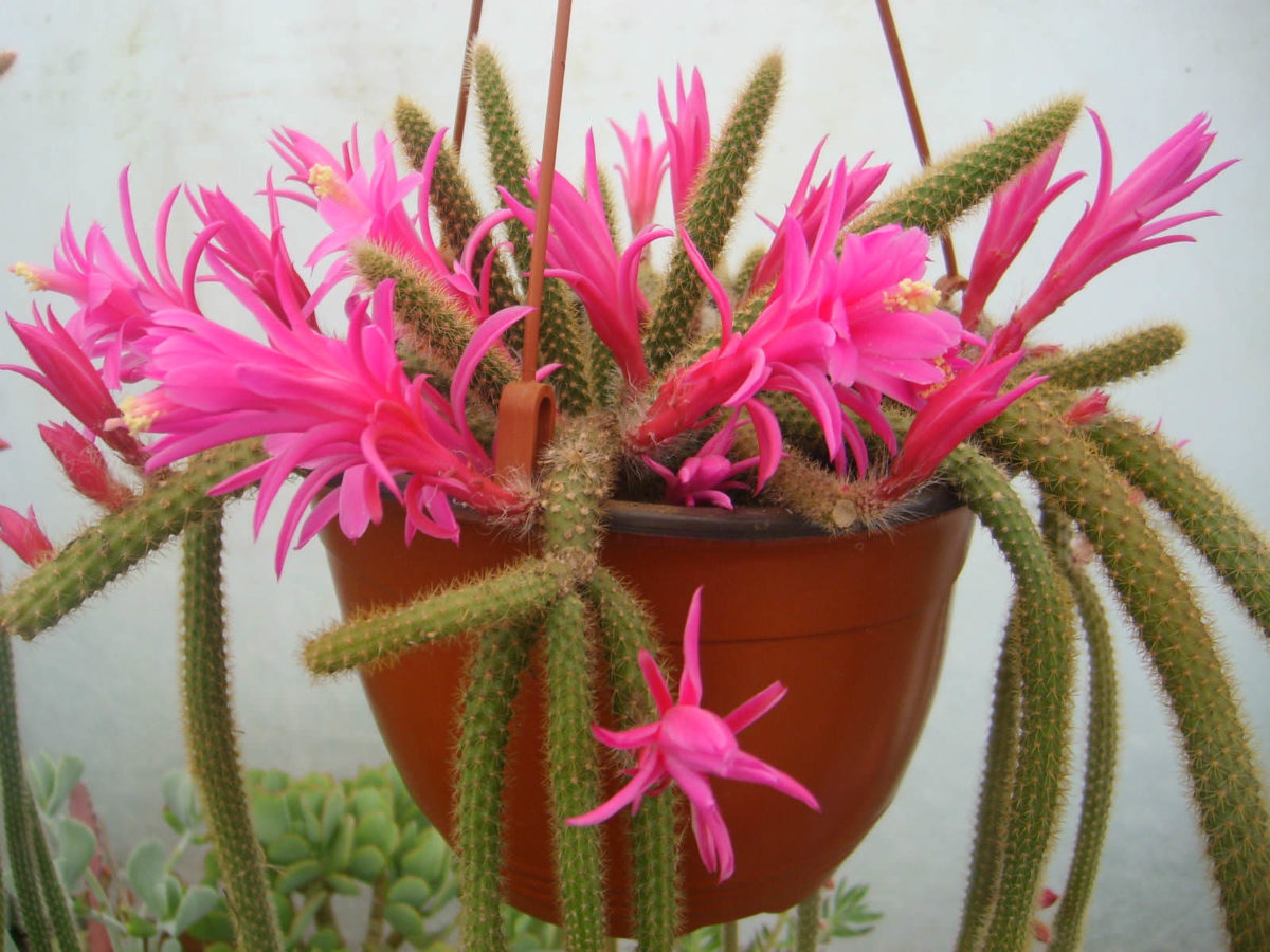 How to Grow and Care for Disocactus - World of Succulents