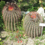 Ferocactus emoryi (Emory's Barrel Cactus) - World of Succulents