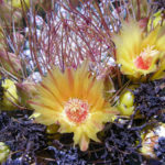 Ferocactus emoryi (Emory's Barrel Cactus) - World of Succulents