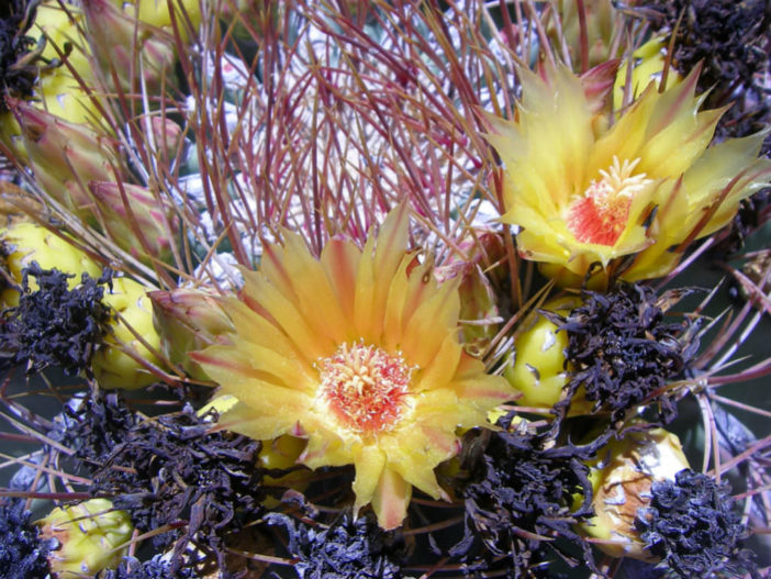 Ferocactus emoryi (Emory's Barrel Cactus) - World of Succulents