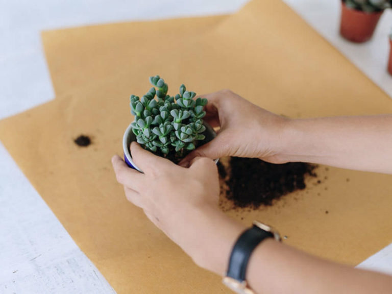How to Repot Cacti and Succulents - World of Succulents