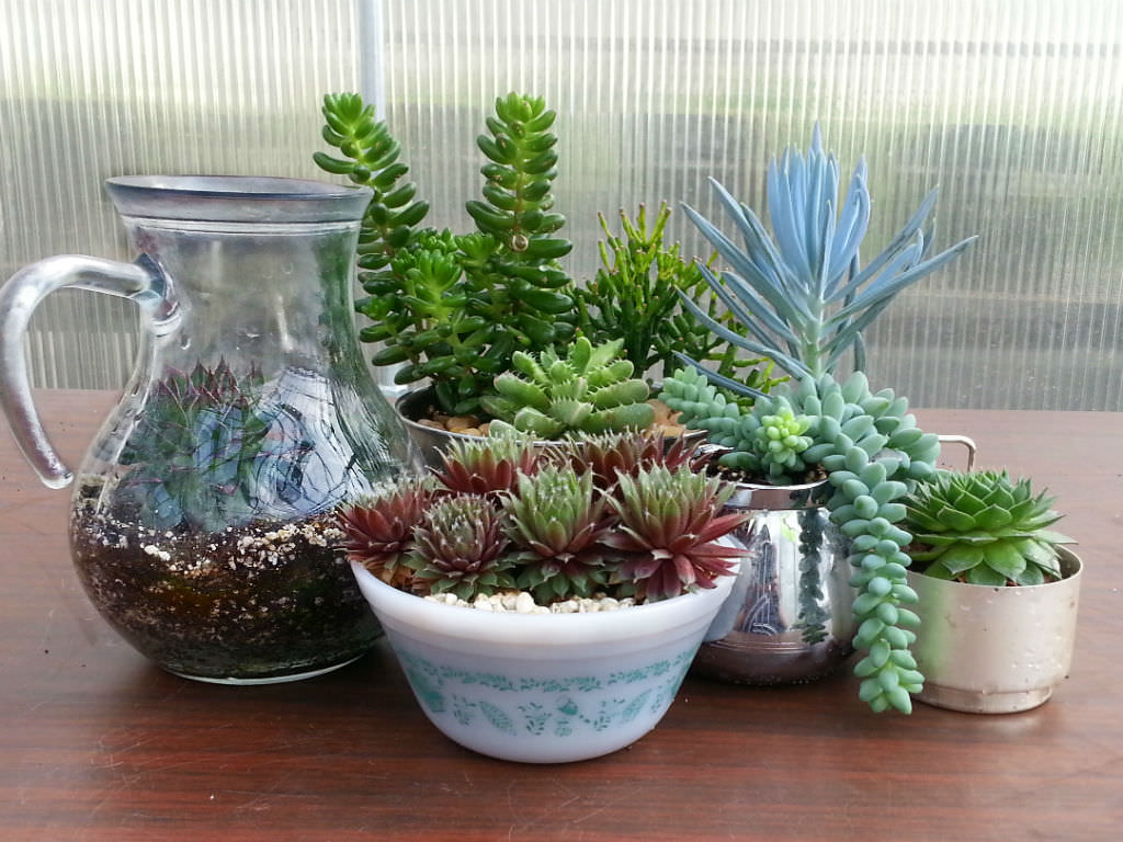 How To Identify Your Succulent Plant World Of Succulents
