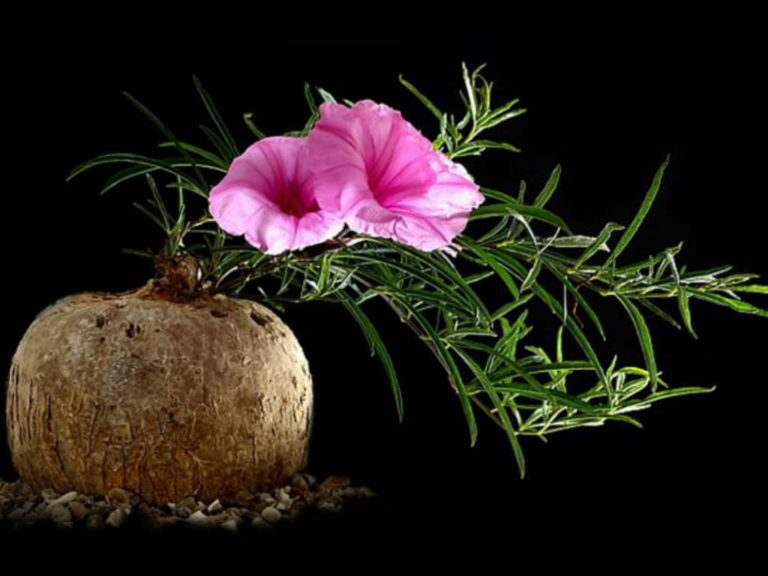 How to Grow and Care for Ipomoea - World of Succulents