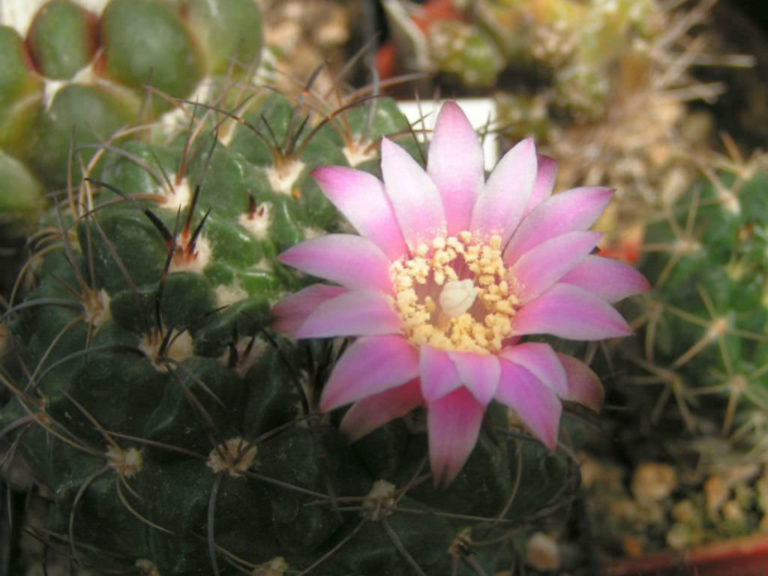 How to Grow and Care for Neowerdermannia - World of Succulents