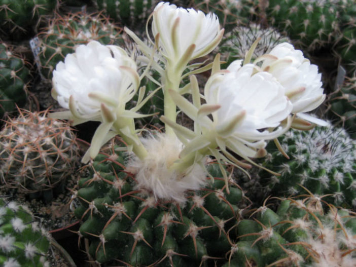 How to Grow and Care for Discocactus - World of Succulents