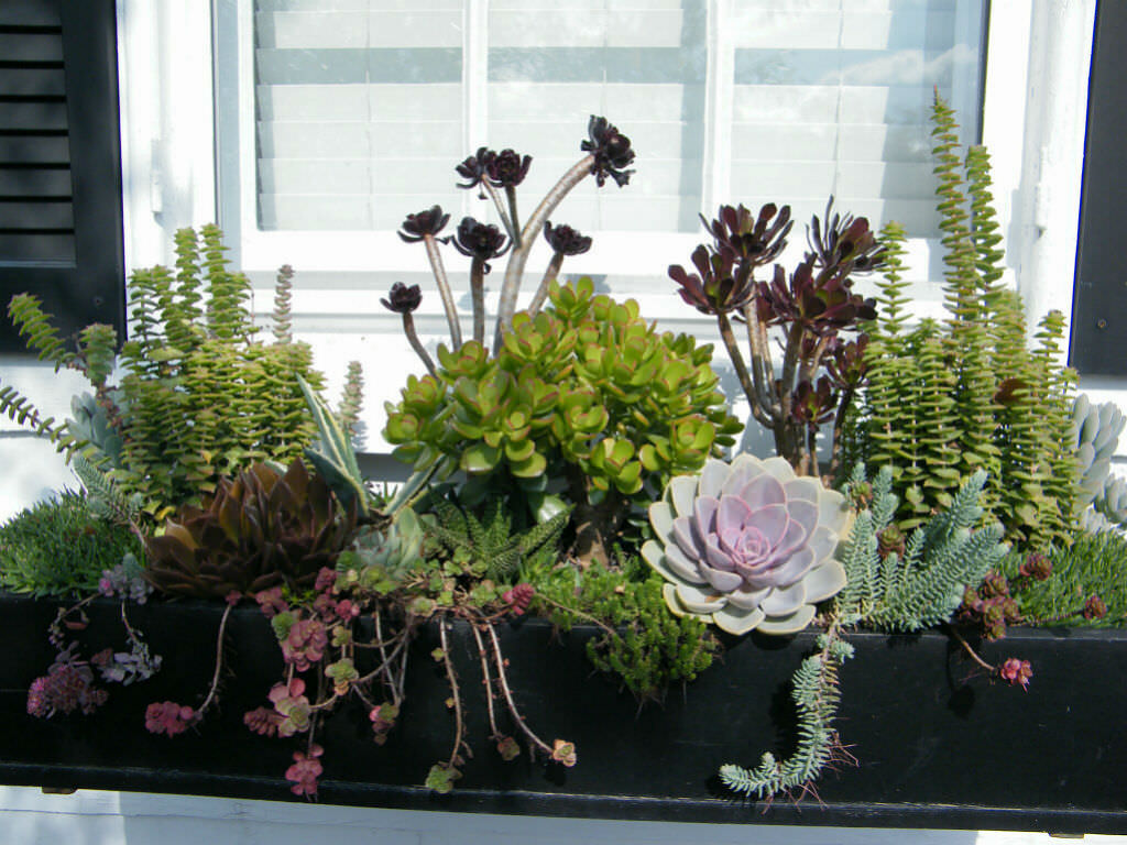 Tips on Growing Beautiful Succulents - World of Succulents