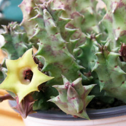 Huernia thuretii var. primulina - World of Succulents