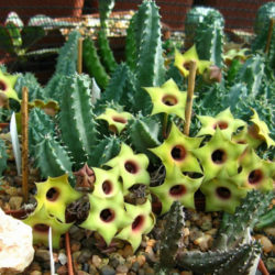 Huernia thuretii var. primulina aka Huernia primulina