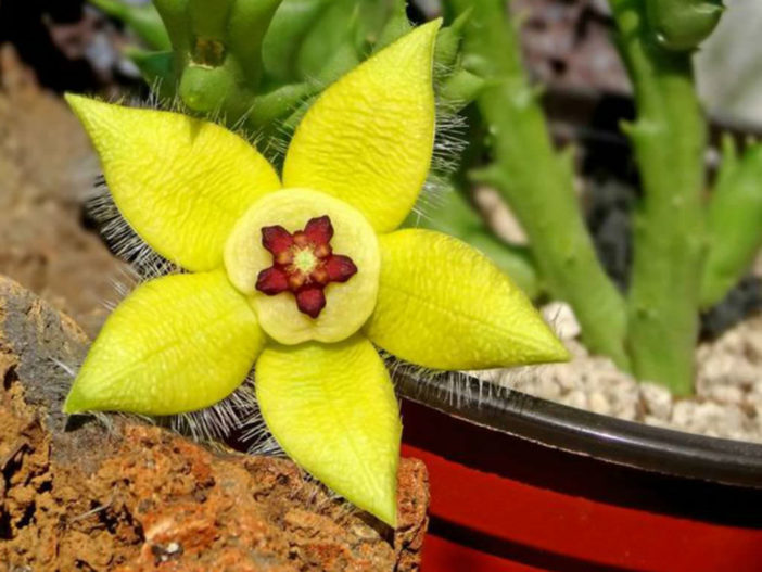 Orbea semota var. lutea (Yellow Orbea) - World of Succulents