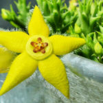 Orbea semota var. lutea (Yellow Orbea) - World of Succulents