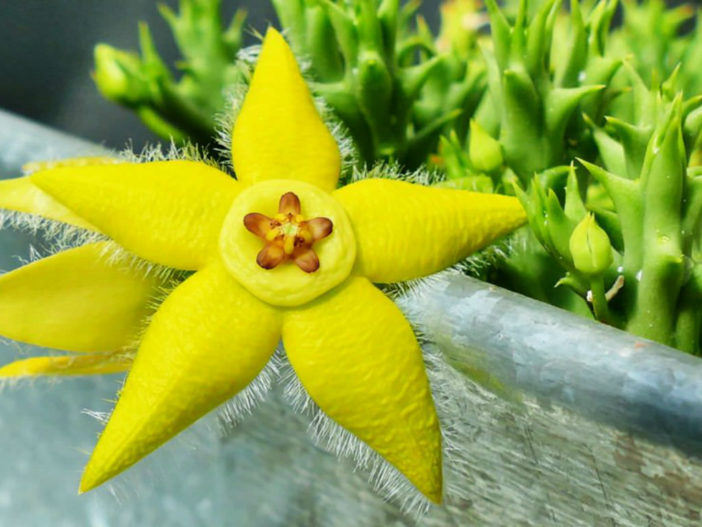 Orbea semota var. lutea (Yellow Orbea) - World of Succulents