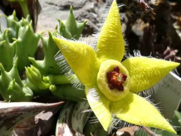 Orbea semota var. lutea (Yellow Orbea) - World of Succulents