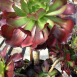Aeonium 'Cyclops' - World of Succulents