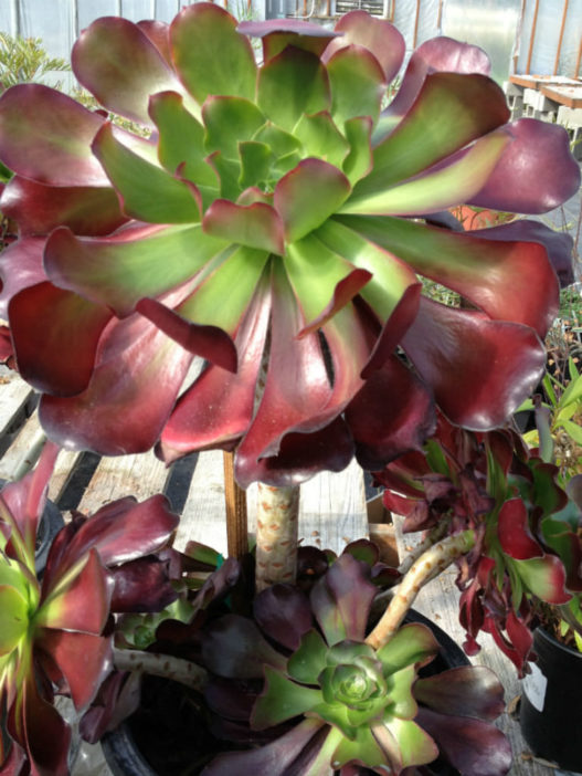 Aeonium 'Cyclops' - World of Succulents