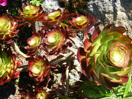 Aeonium 'Cyclops' - World of Succulents