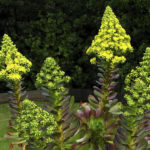 Aeonium 'Cyclops' - World of Succulents