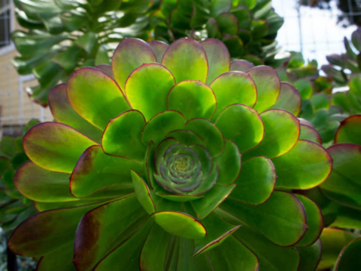Aeonium 'Cyclops' - World of Succulents