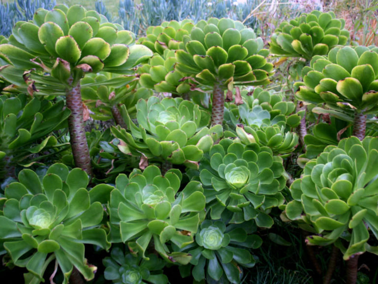 Aeonium undulatum (Stalked Aeonium) - World of Succulents