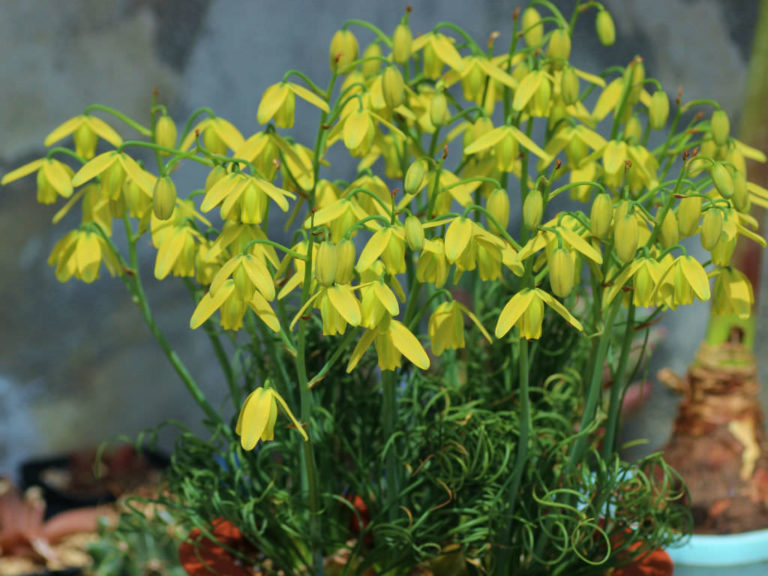How to Grow and Care for Albuca - World of Succulents
