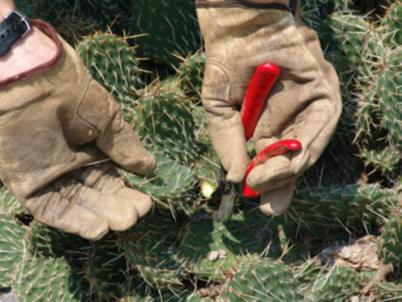 How and When to Prune a Cactus - World of Succulents