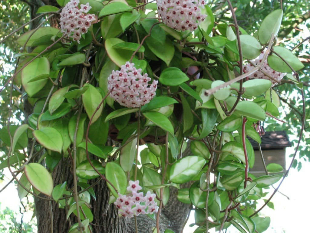 Hoya Carnosa Wax Plant World Of Succulents