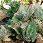 Kalanchoe marmorata - World of Succulents