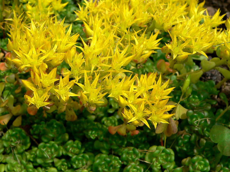Sedum oreganum (Oregon Stonecrop) - World of Succulents