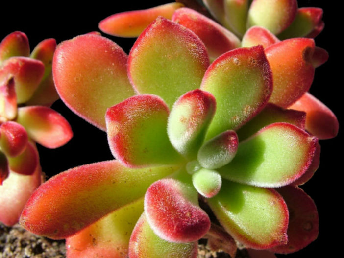 Echeveria pulvinata 'Ruby' - World of Succulents