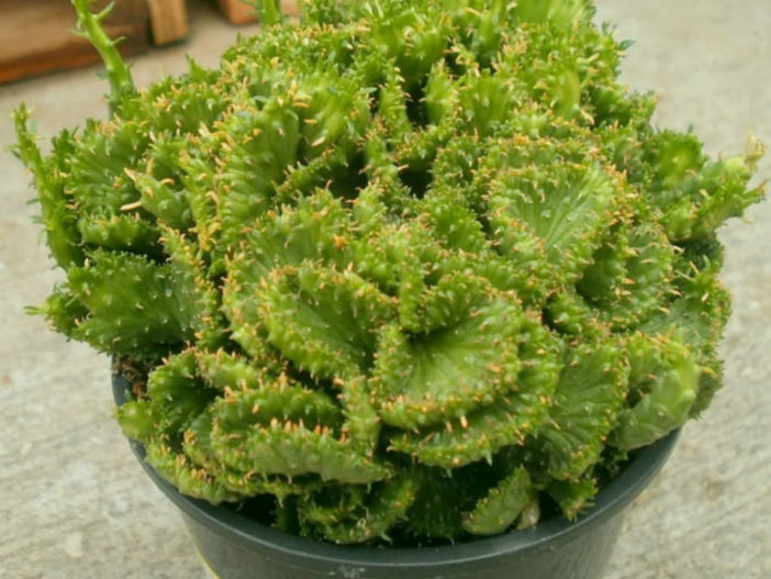 Euphorbia flanaganii f. cristata - World of Succulents