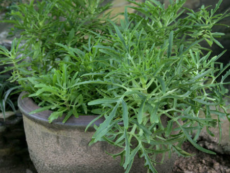 Kalanchoe laciniata (Christmas Tree Plant) - World of Succulents